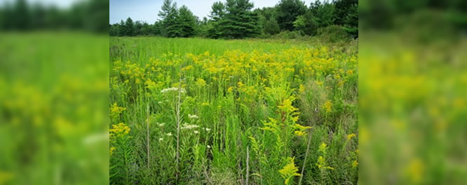 Wet Meadow